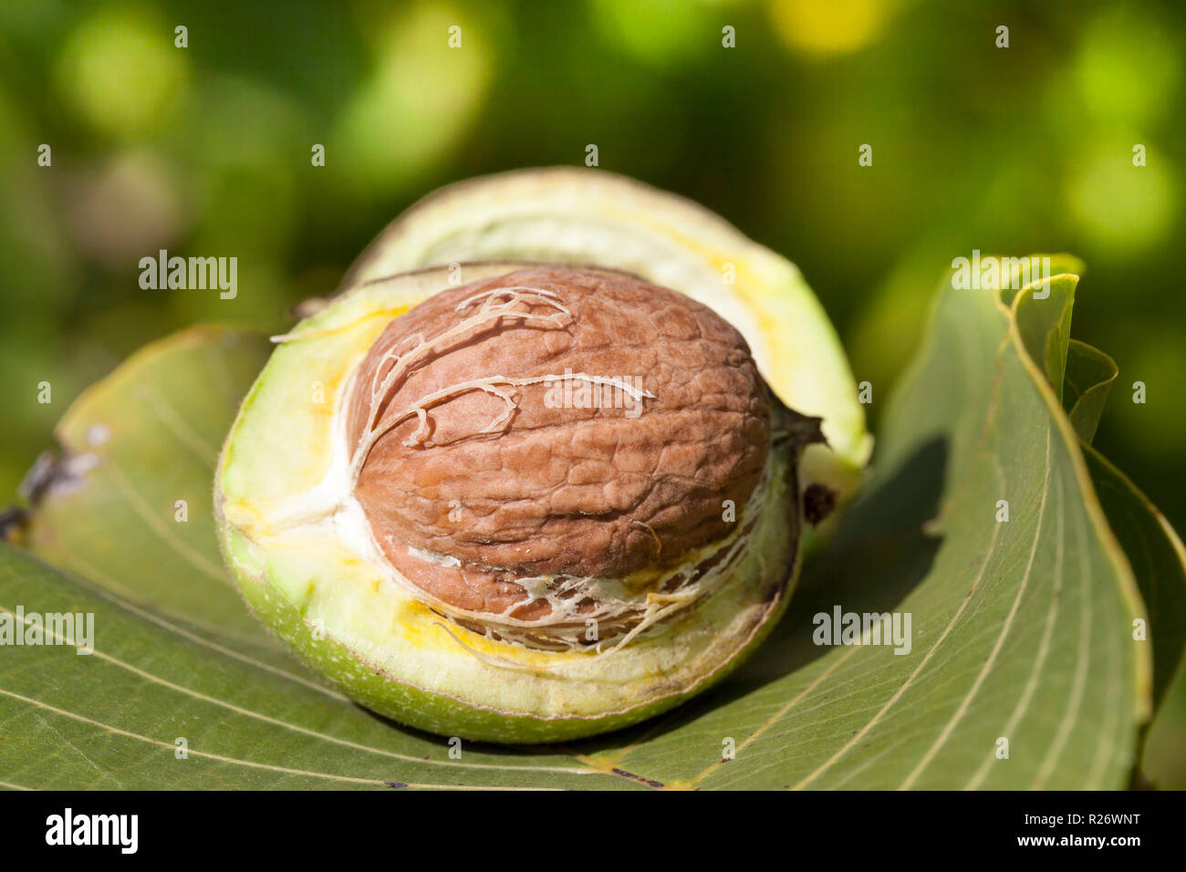 Walnut half in shell hi-res stock photography and images - Alamy