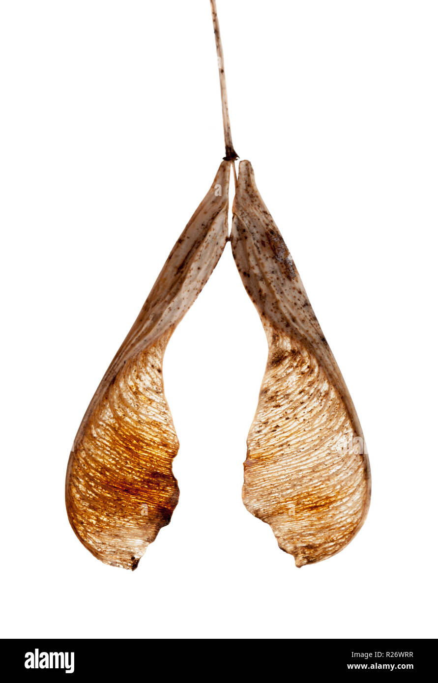 isolated on white background seeds of maple ash tree, autumn period ...