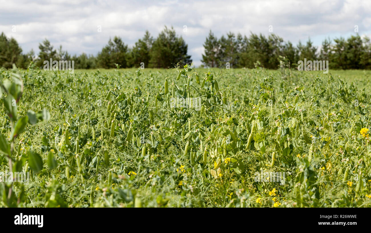 Farmland field pea plants hi-res stock photography and images - Alamy