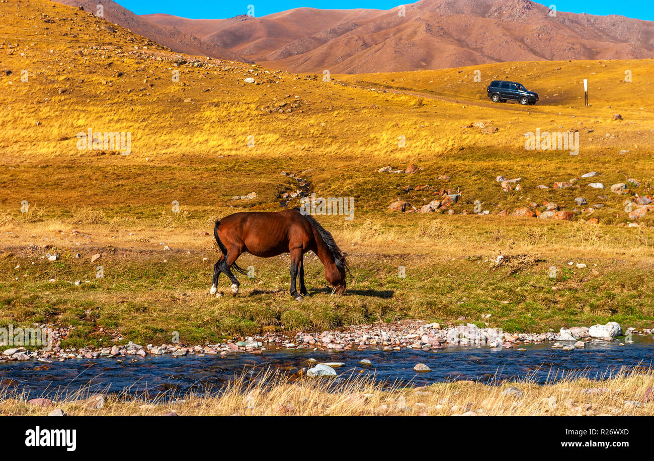 Steppe horse hi-res stock photography and images - Alamy