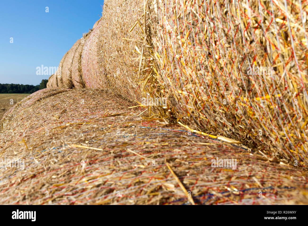 cylindrical stacks of straw folded into a huge pile Stock Photo - Alamy
