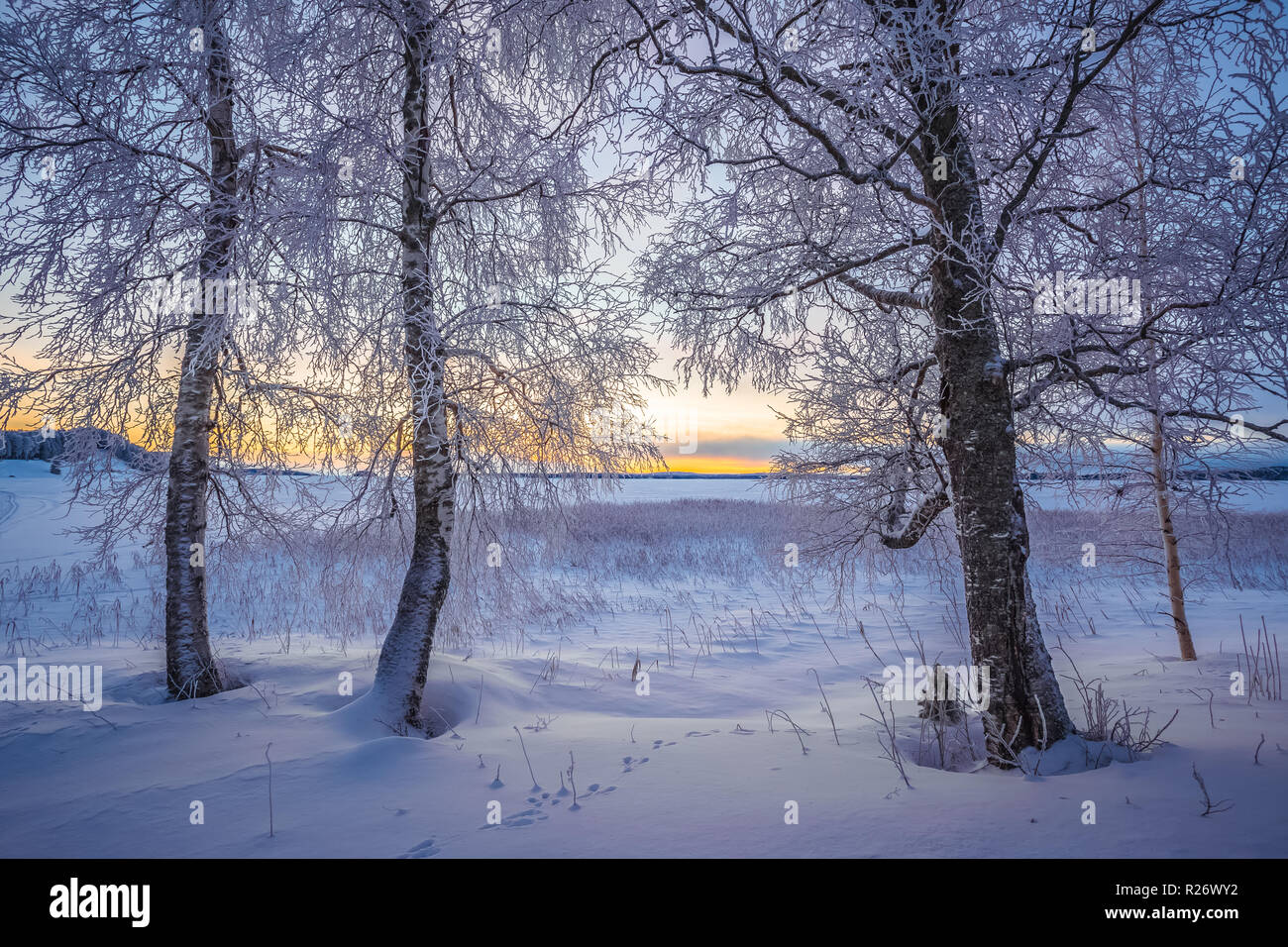 Cold winter day sunset landscape with snowy trees. Photo from Sotkamo ...