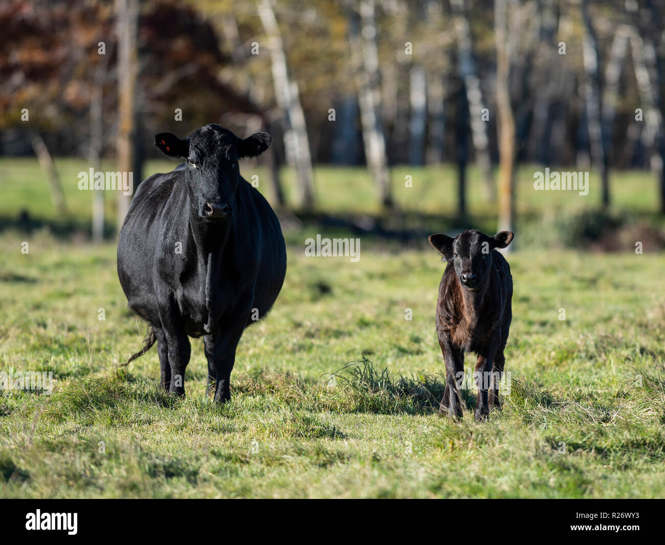 A Black angus cow and her calf on a Minnesota Ranch Stock Photo - Alamy