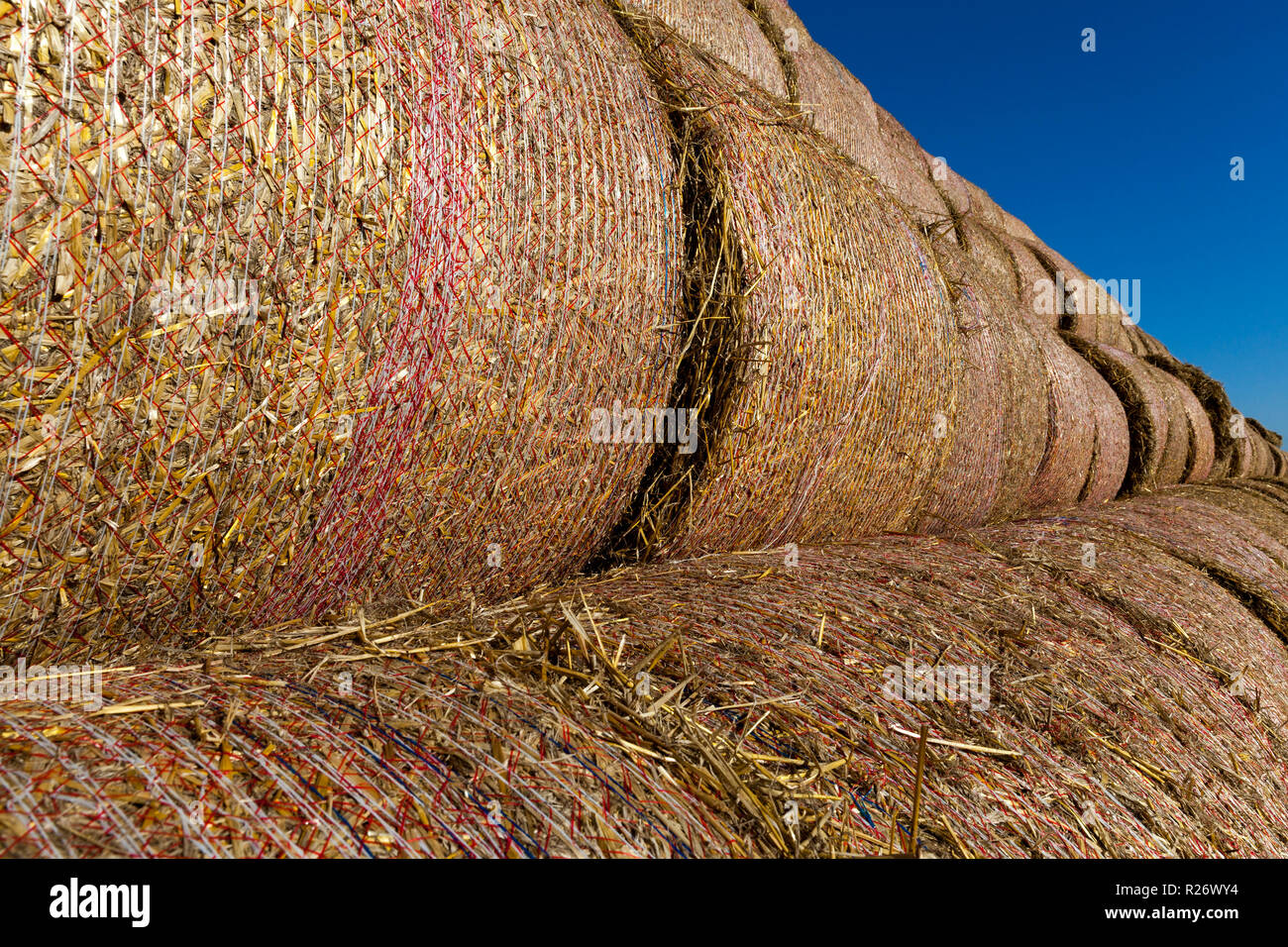 cylindrical stacks of straw folded into a huge pile Stock Photo - Alamy