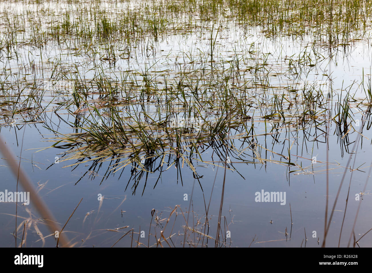 pond with muddy water in which plants grow - grass, European swamps ...