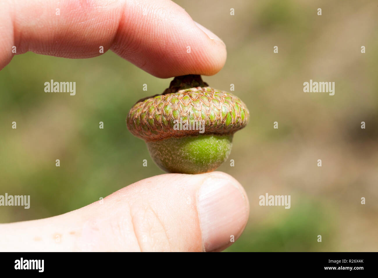 green immature acorn of an oak in the spring, the nut lies in the hand ...
