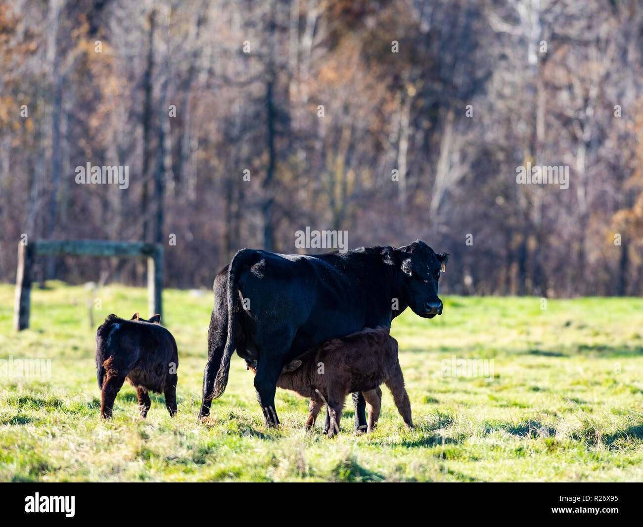A Black angus cow and her calf on a Minnesota Ranch Stock Photo - Alamy