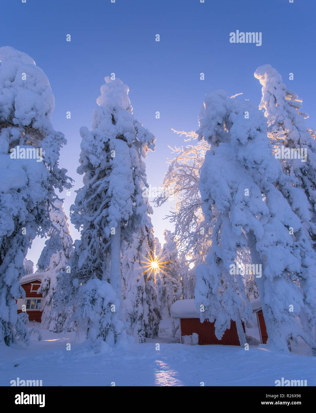 Cold winter day sunset landscape with snowy trees. Photo from Sotkamo ...