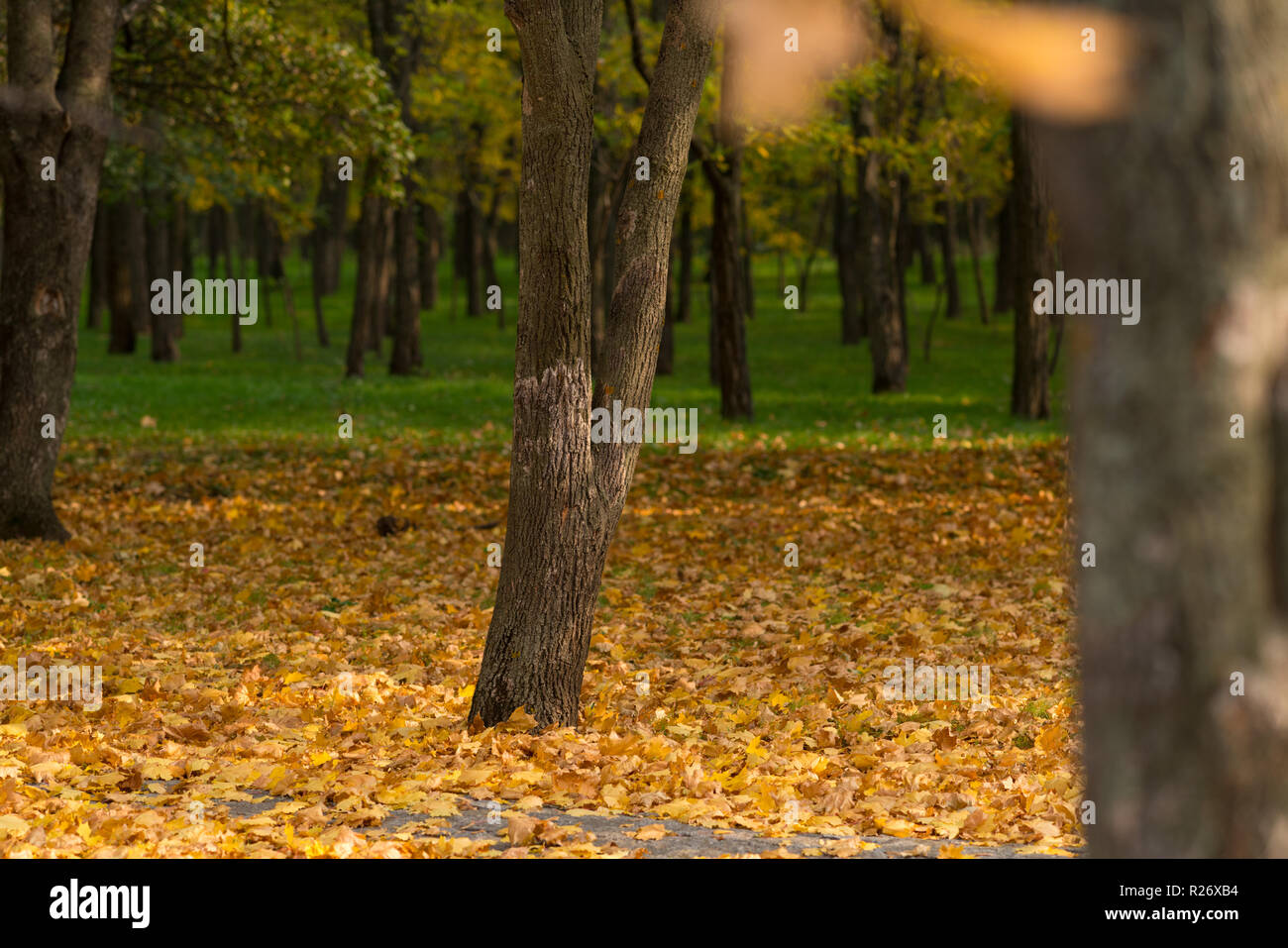 Trees covering the walkway hi-res stock photography and images - Alamy