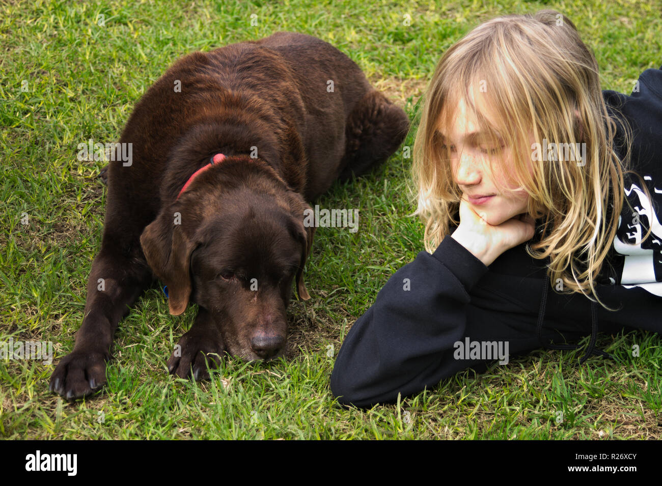 Elderly chocolate Labrador retriever with collar lying on grass next to ...