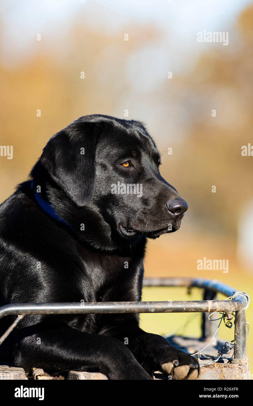 Dog riding atv hi-res stock photography and images - Alamy