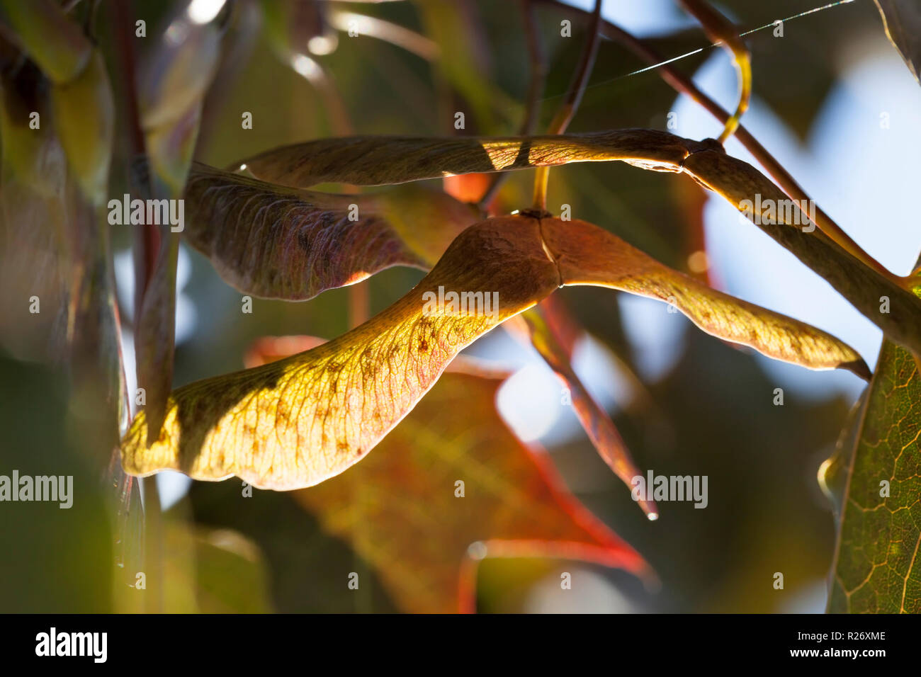 sunlight-lit dry maple seeds, autumn warming Stock Photo - Alamy