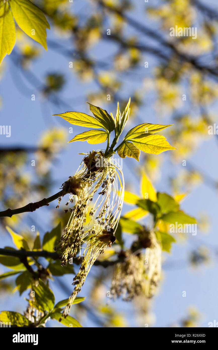 Delicate varieties hi-res stock photography and images - Alamy