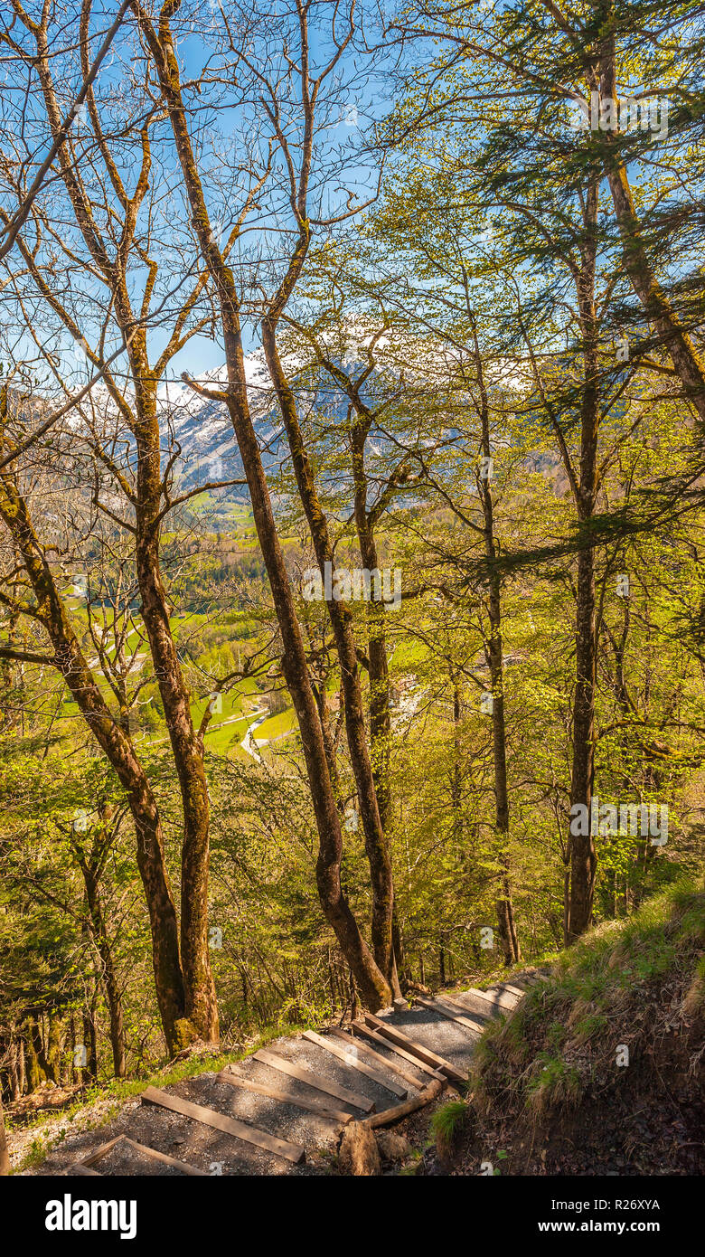 Alpine forest hi-res stock photography and images - Alamy