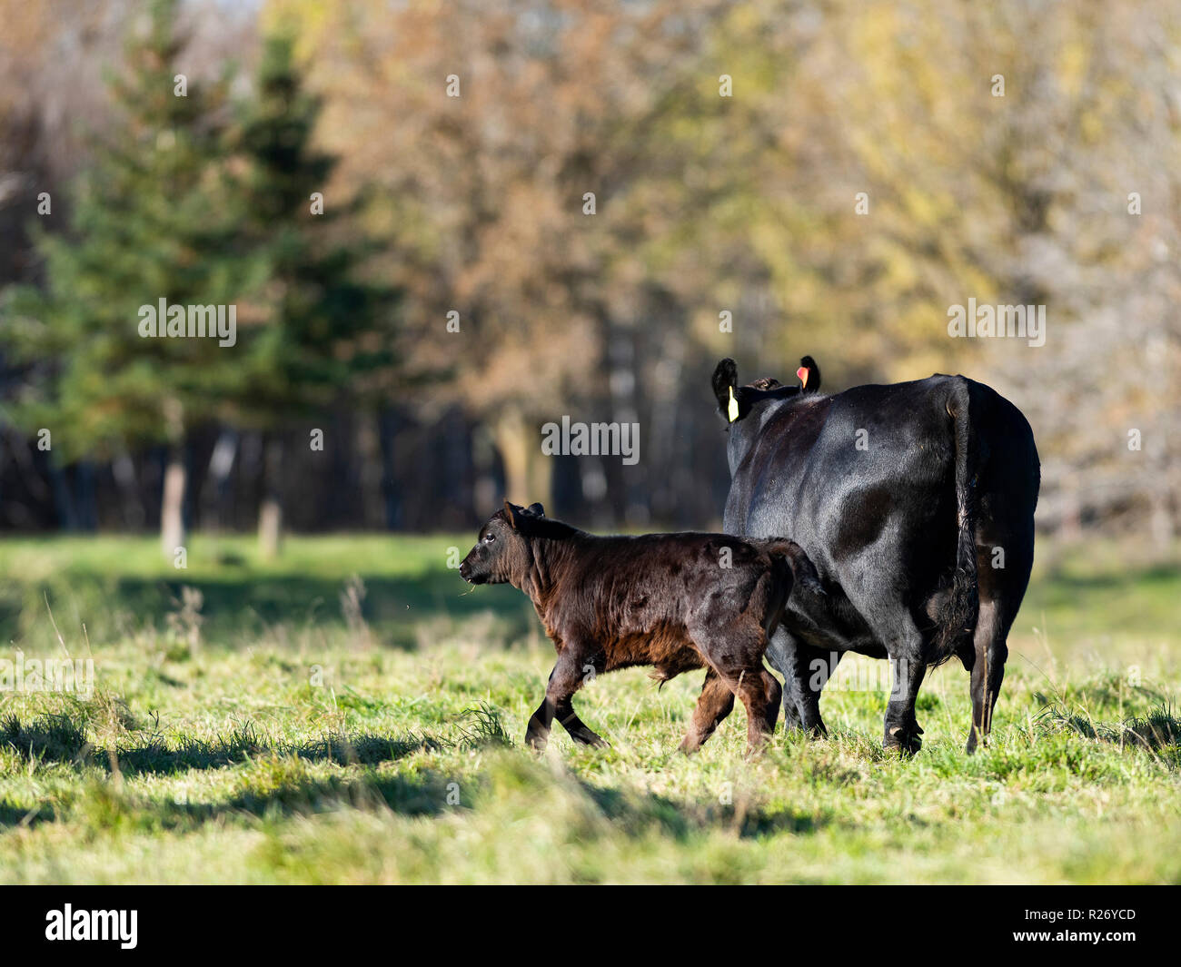 A Black angus cow and her calf on a Minnesota Ranch Stock Photo - Alamy