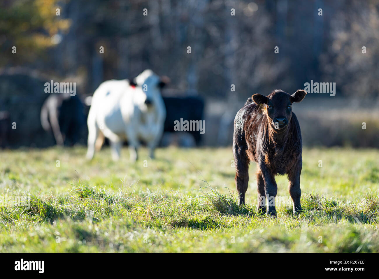 Black Angus calves in a pasture on a Minnesota Ranch Stock Photo - Alamy