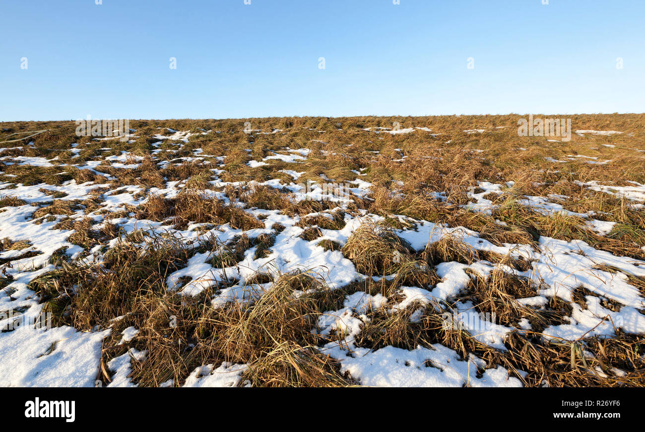 snow-covered land in the field, snowfall and winter frost, with blue ...