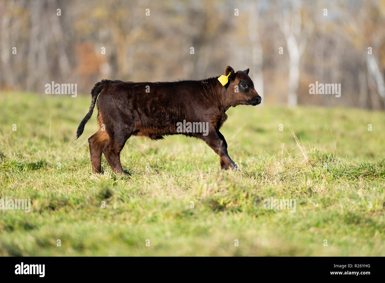 Black Angus calves in a pasture on a Minnesota Ranch Stock Photo - Alamy