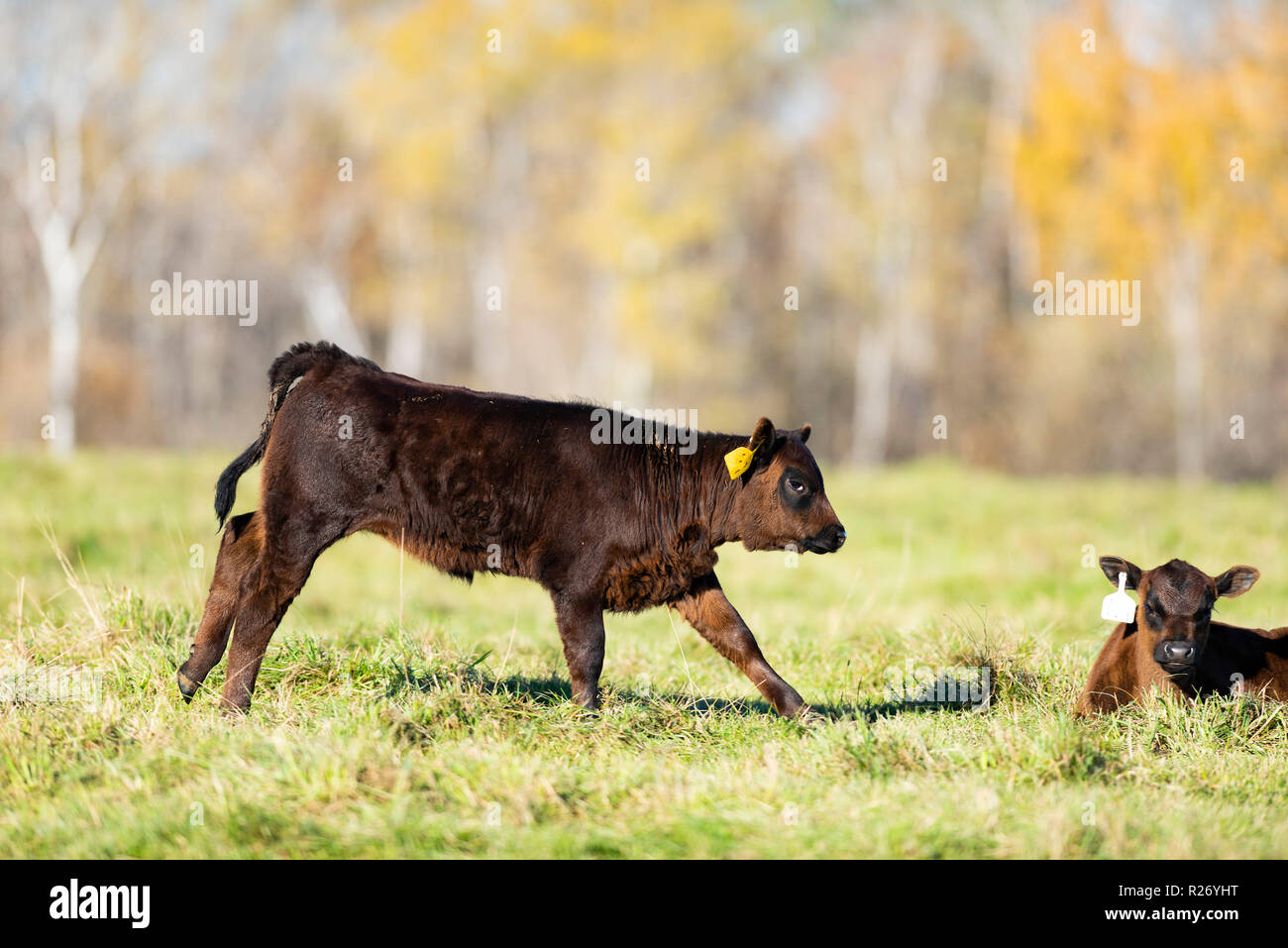 Black Angus calves in a pasture on a Minnesota Ranch Stock Photo - Alamy