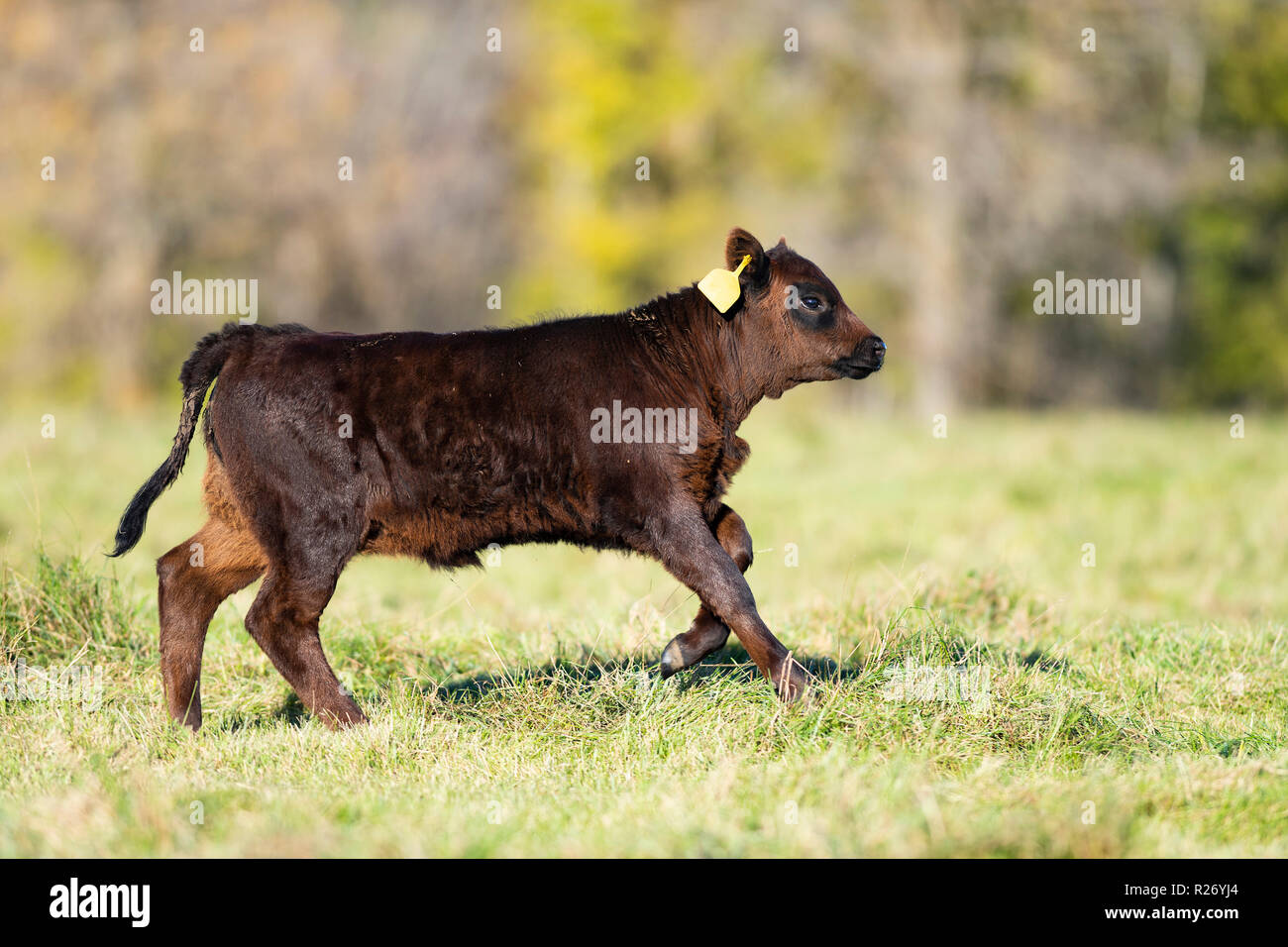 Black Angus calves in a pasture on a Minnesota Ranch Stock Photo - Alamy