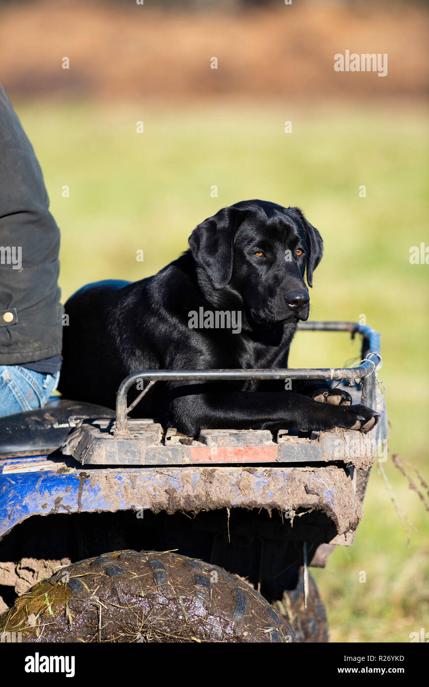 Atv And Dog Stock Photos & Atv And Dog Stock Images - Alamy