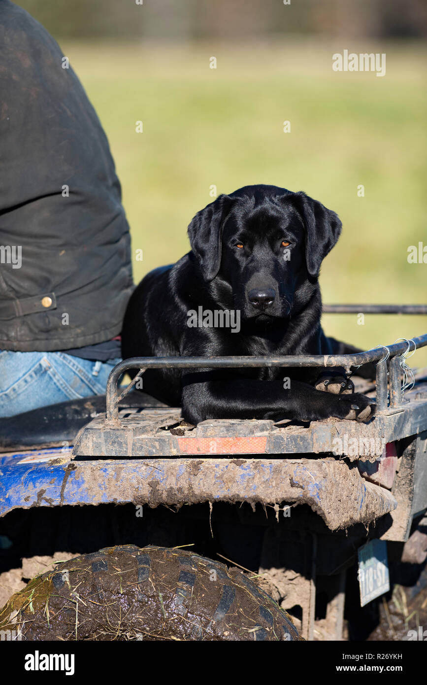 A Black Lab riding on the back of an ATV Stock Photo - Alamy
