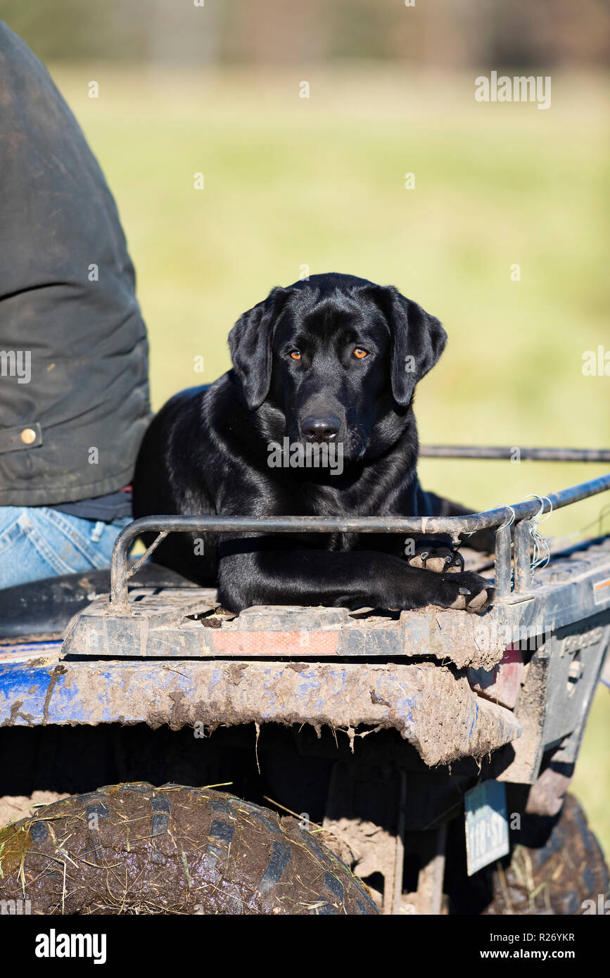 A Black Lab riding on the back of an ATV Stock Photo - Alamy