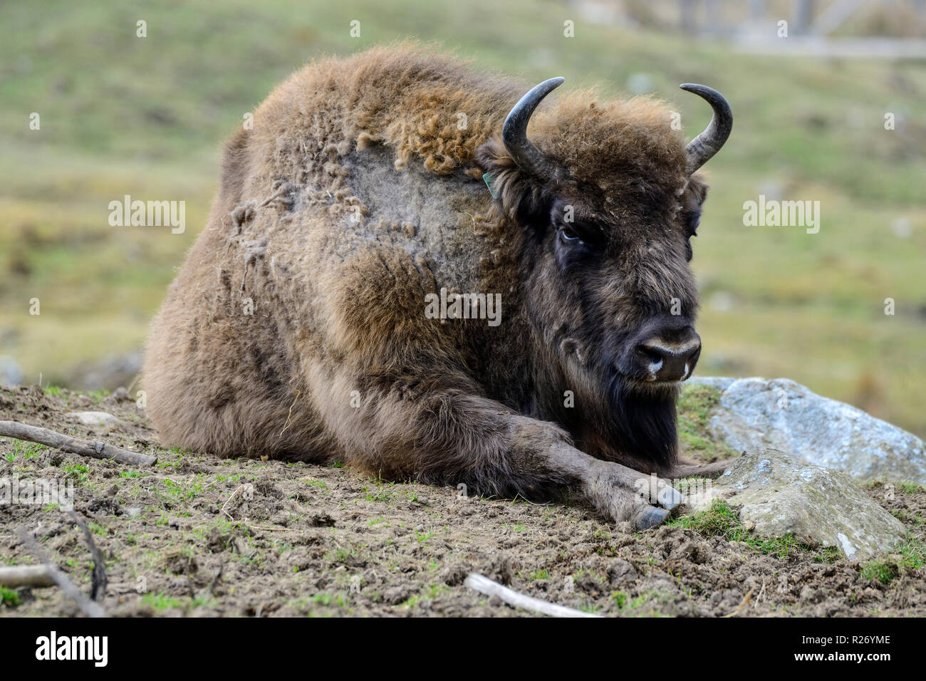 Bison enclosure hi-res stock photography and images - Alamy