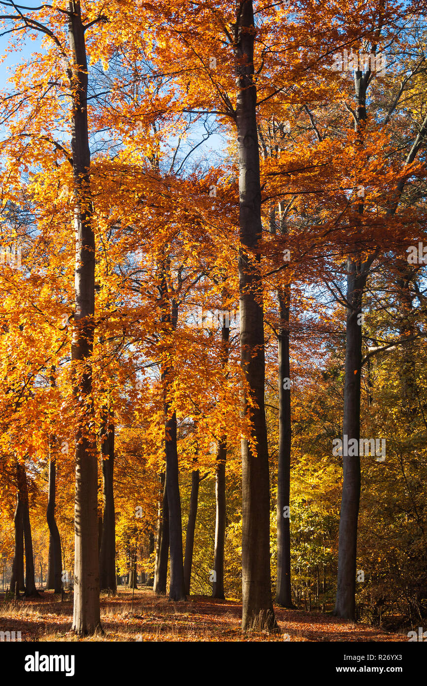 Temperate forest europe autumn hi-res stock photography and images - Alamy