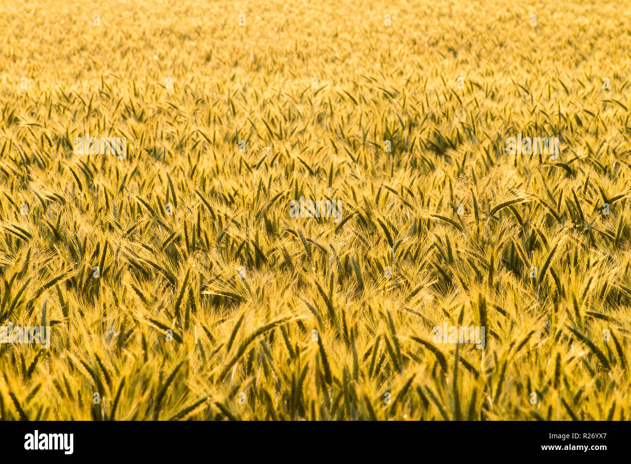 Wheat yellow hi-res stock photography and images - Alamy