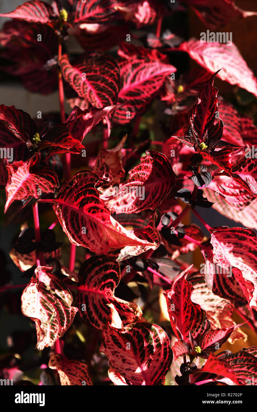 Coleus tree hi-res stock photography and images - Alamy