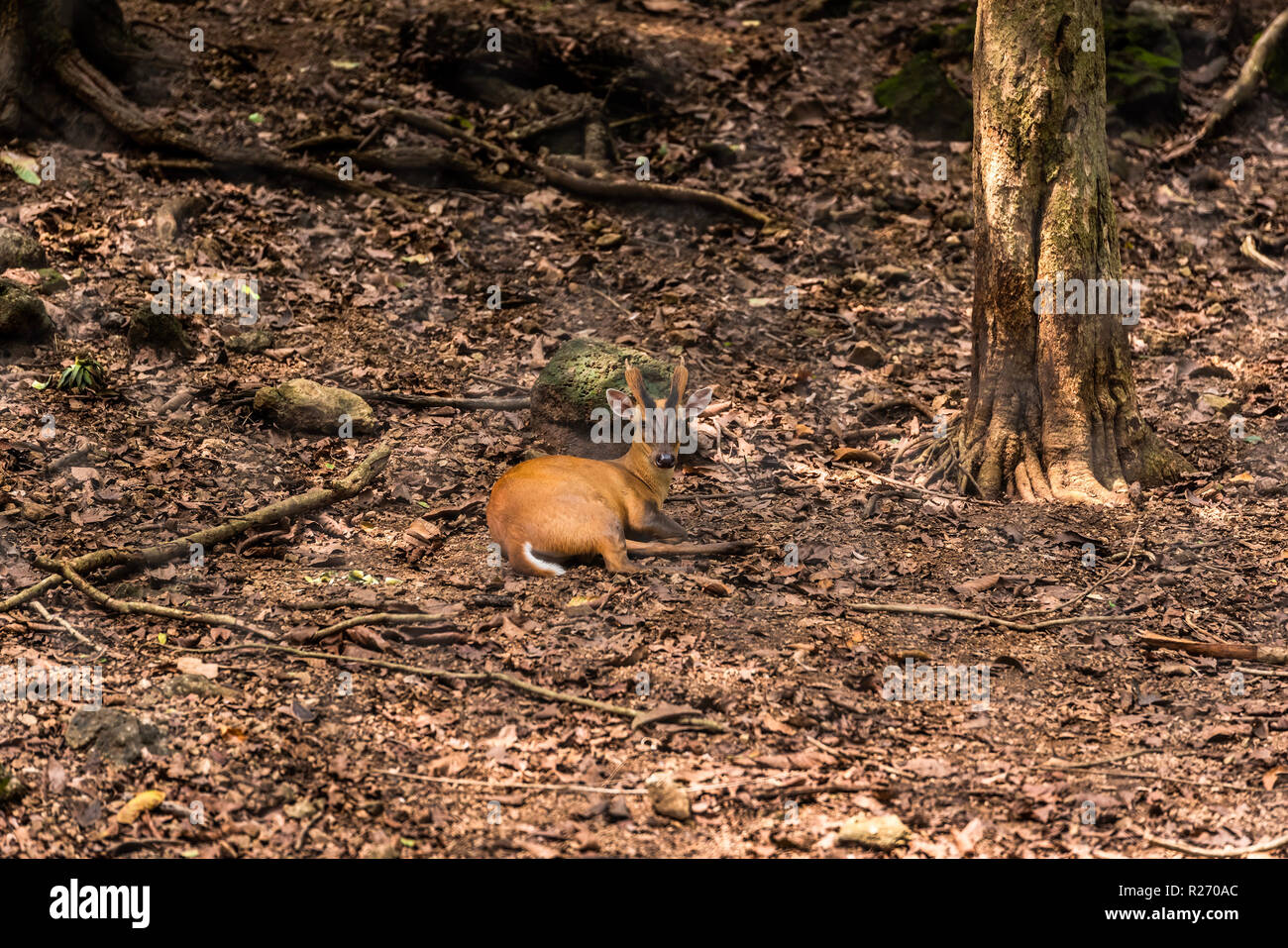 Barking deer tail hi-res stock photography and images - Alamy