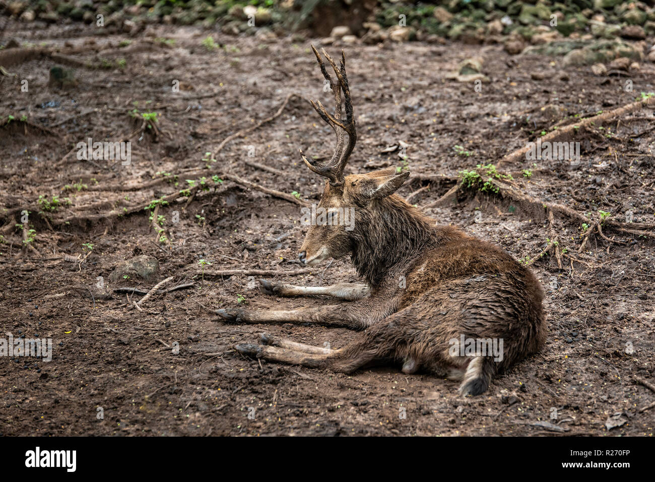 Cervidae culture in the zoo Stock Photo - Alamy