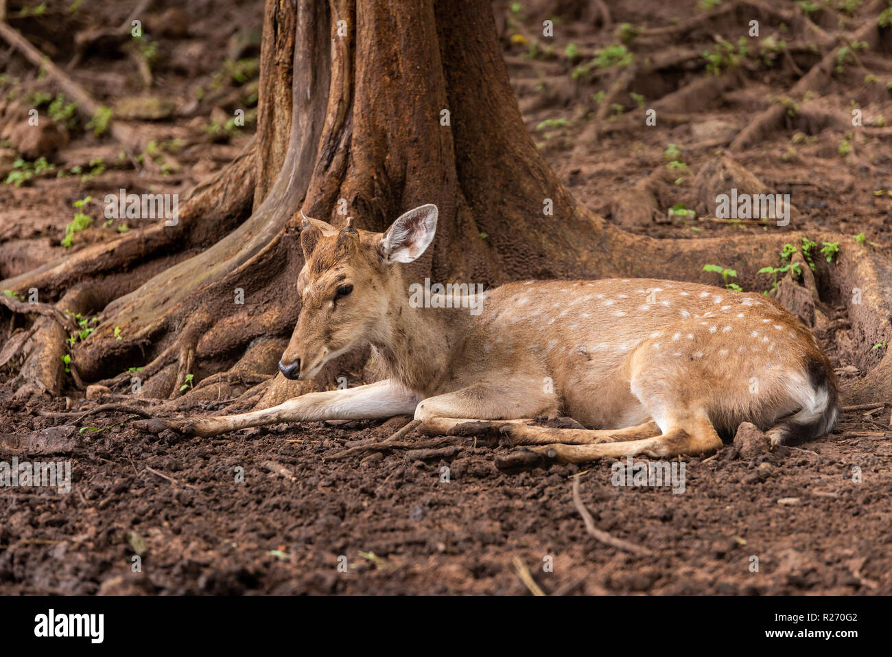 Cervidae culture in the zoo Stock Photo - Alamy