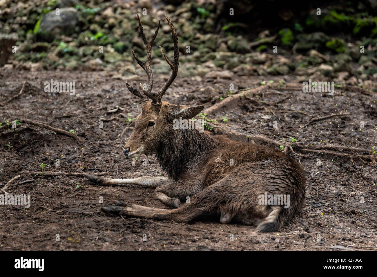 Cervidae culture in the zoo Stock Photo - Alamy