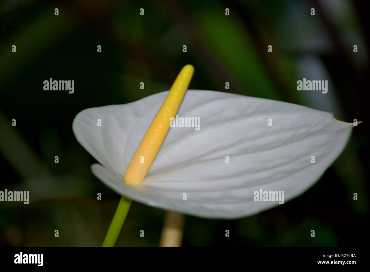 Spath lily hi-res stock photography and images - Alamy
