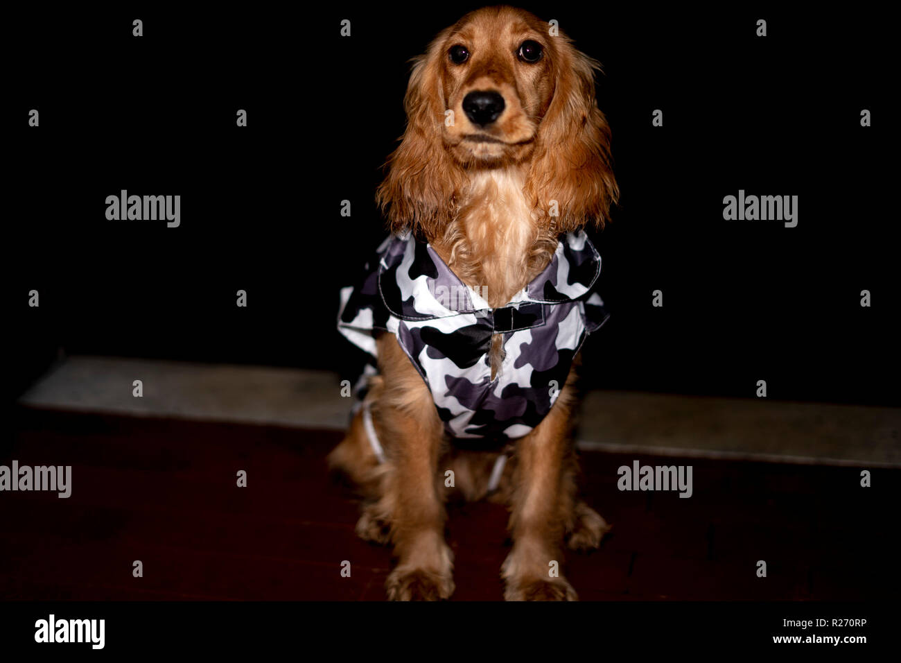 adorable puppy dog cocker spaniel portrait with militar raincoat Stock ...