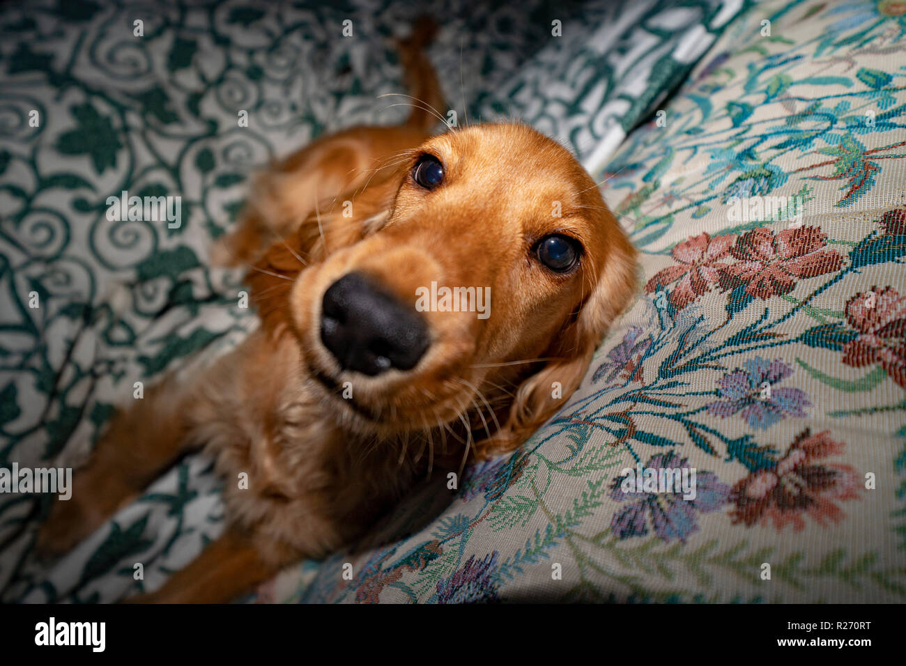 adorable puppy dog cocker spaniel sleeping on a sofa couch Stock Photo ...