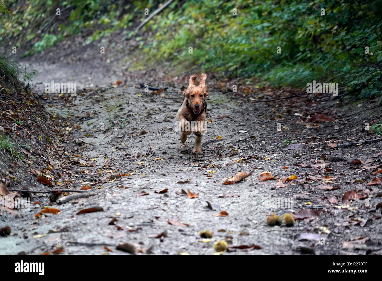 puppy dog cocker spaniel running in the autumn green courtyard Stock ...