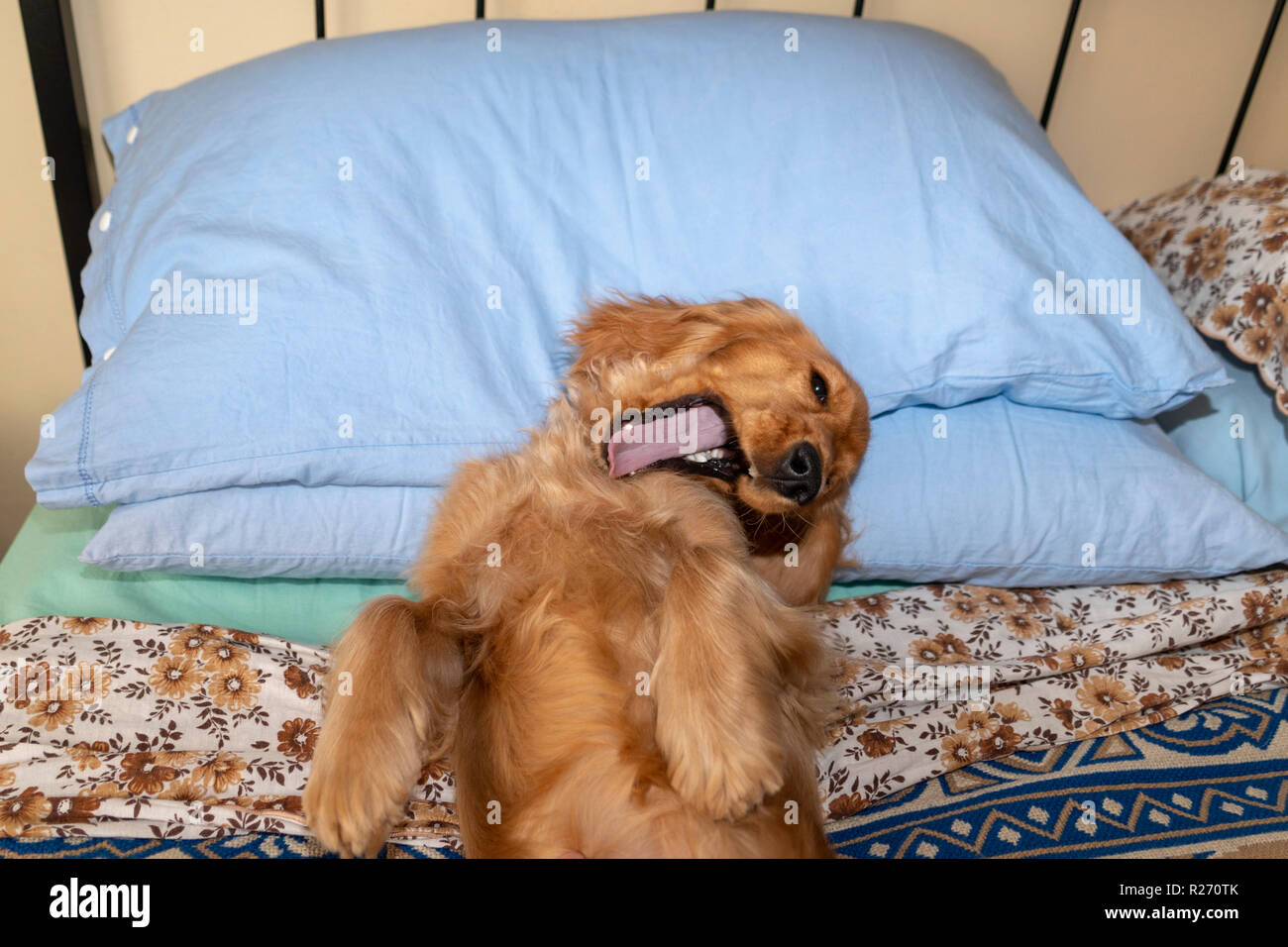 adorable puppy dog cocker spaniel sleeping on the bed Stock Photo - Alamy