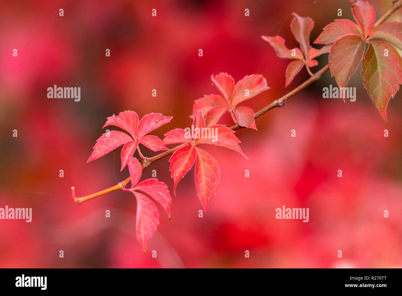 autumn leaves color texture background Stock Photo - Alamy