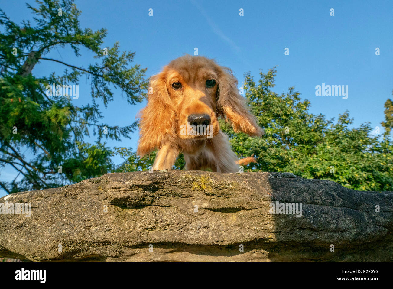 Cocker spaniel laying down in hi-res stock photography and images - Alamy