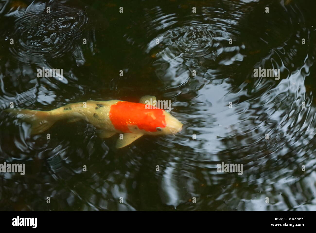beautiful carp fish swimming in the dark green water with circular wave ...