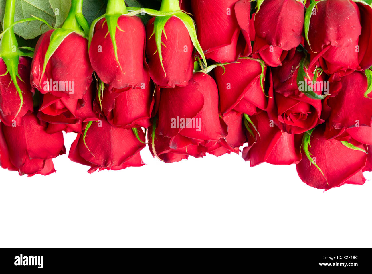 Red blooming roses Stock Photo - Alamy