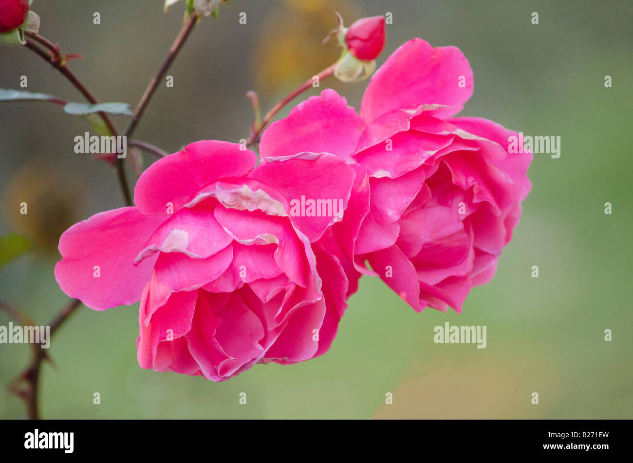 Large pink flower on a shrub hi-res stock photography and images - Alamy