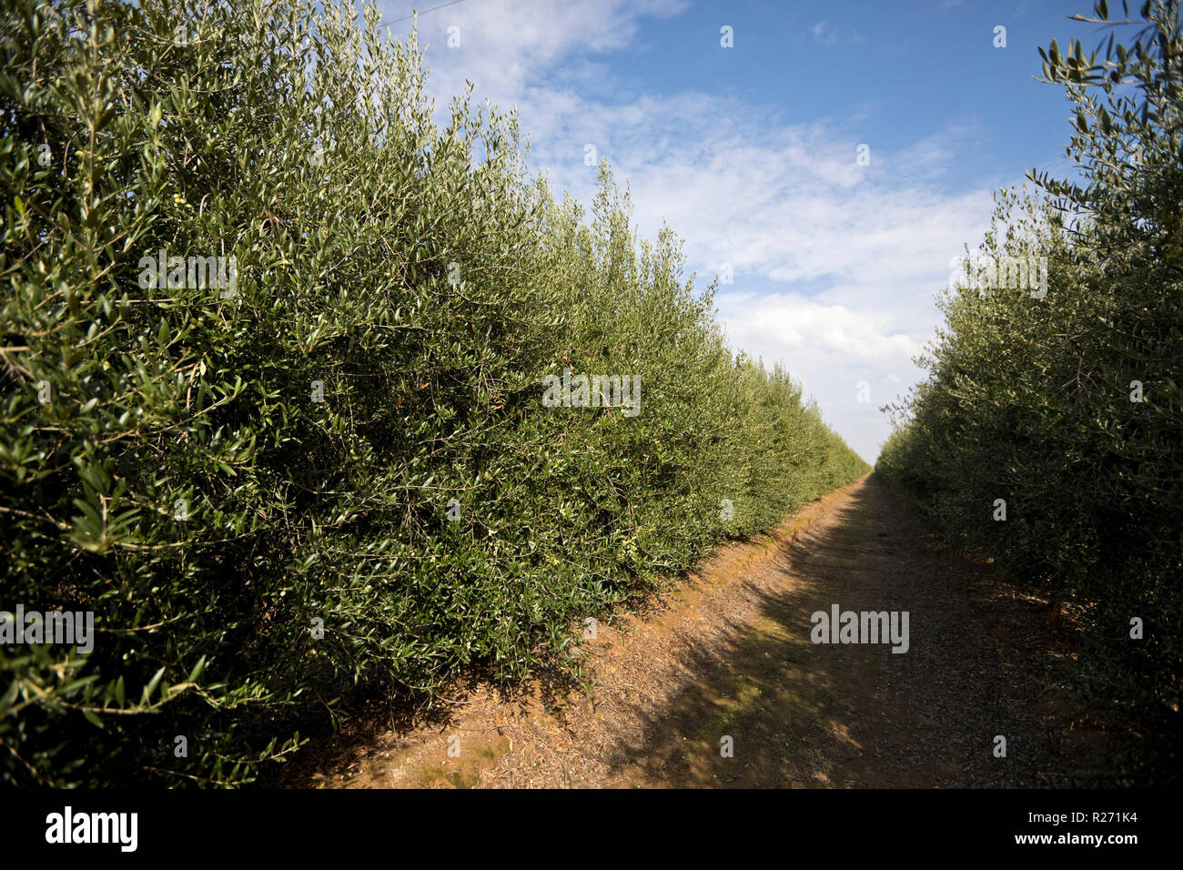 Commercial tree plantation hi-res stock photography and images - Alamy