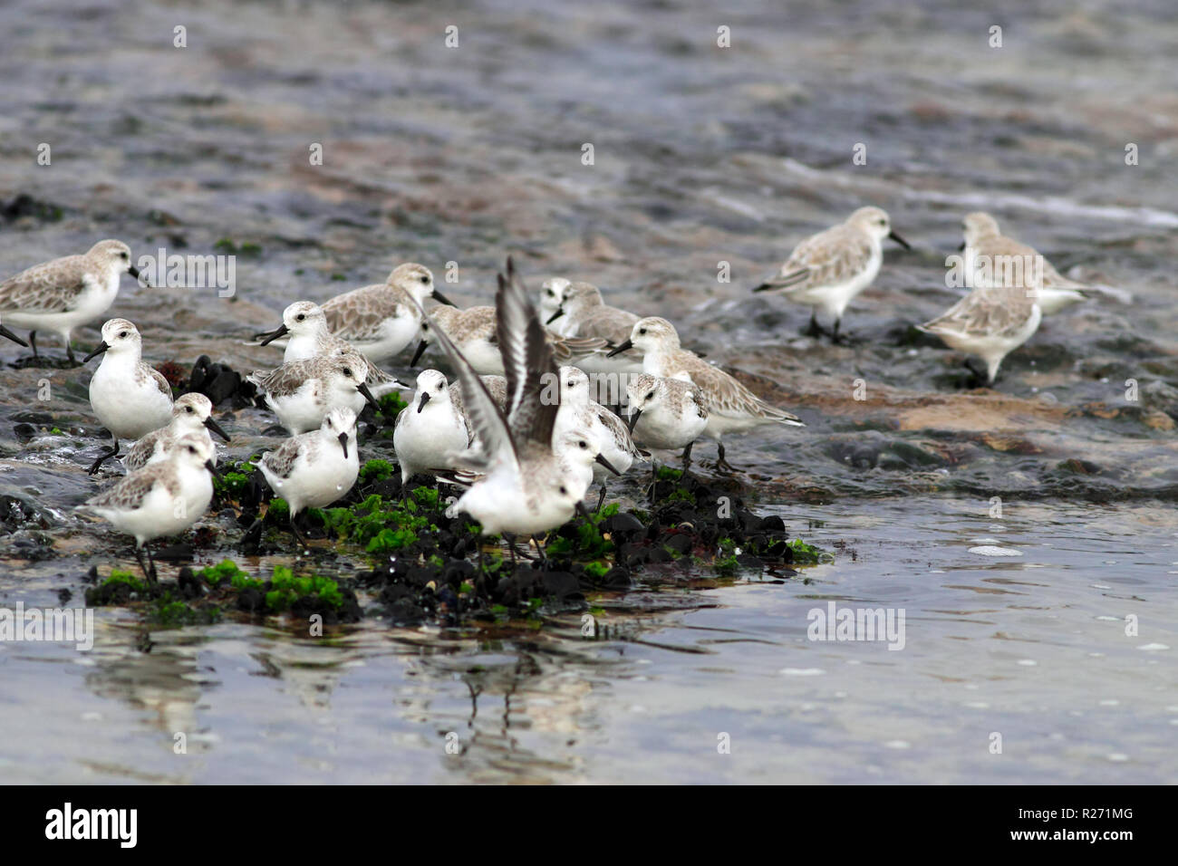 Detailed image of beautiful sea birds during low tide, looking for ...