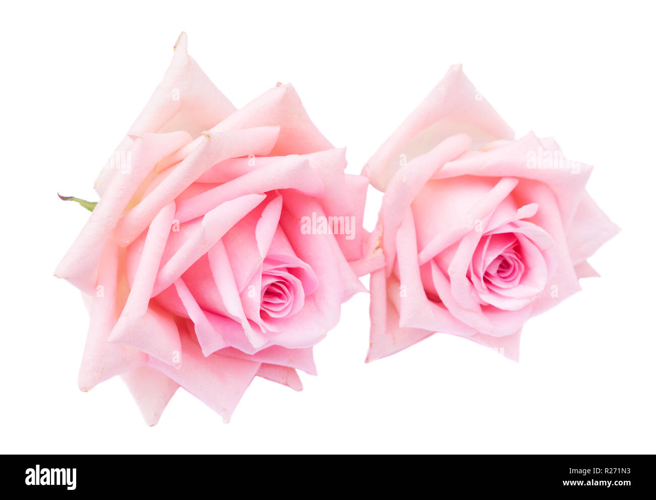 Pink blooming roses Stock Photo - Alamy
