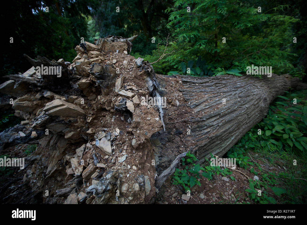 Uprooted plants hi-res stock photography and images - Alamy