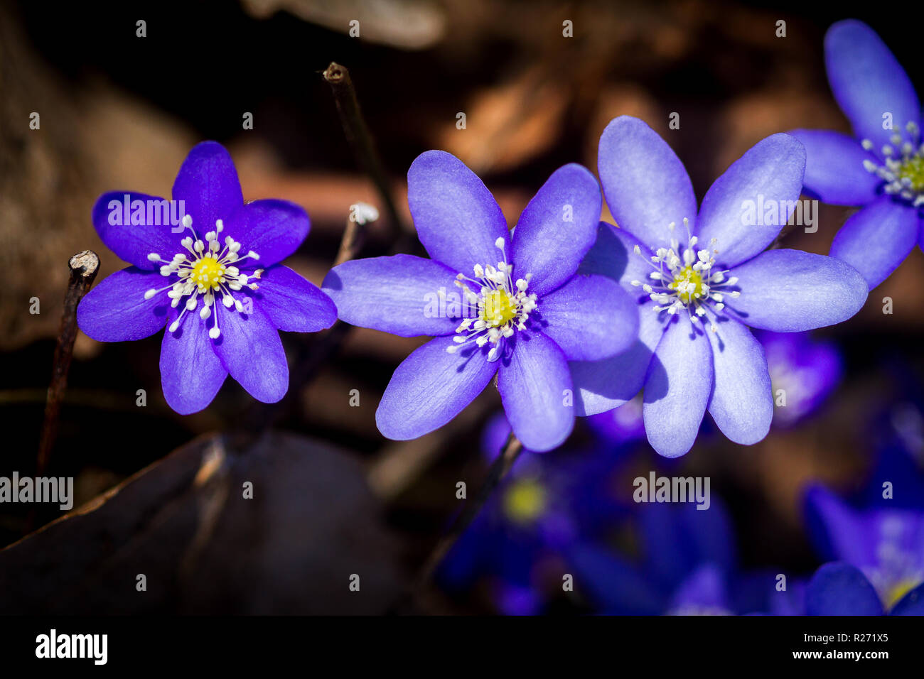 First fresh blue violets in the forest. Blue spring wildflowers ...